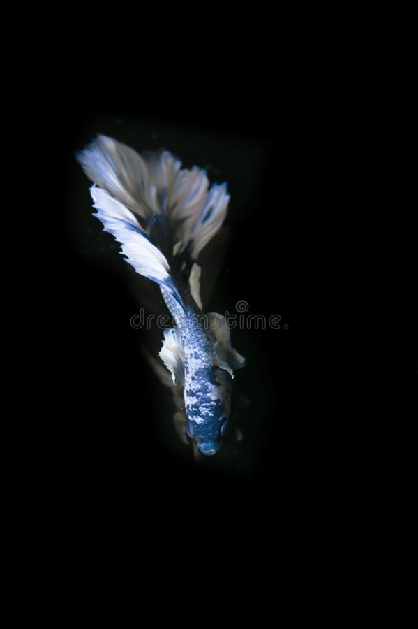 Thai blue fighting fish stock image. Image of power - 202526757