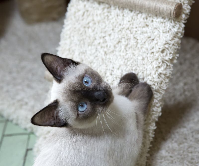 Thai Breed Young Sleek Haired Cat Seal Point Color Looking at the ...