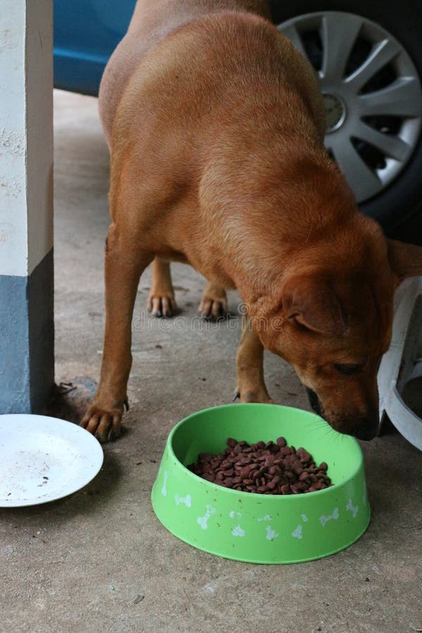 Thai Brown Dog Eating Food on a Plate. Stock Image - Image of plate ...