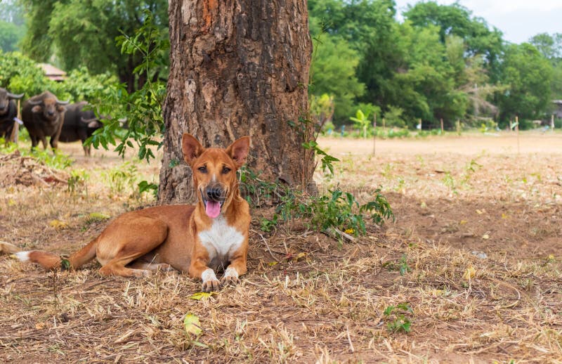 102 Dog Laying Under Tree Stock Photos - Free & Royalty-Free Stock ...