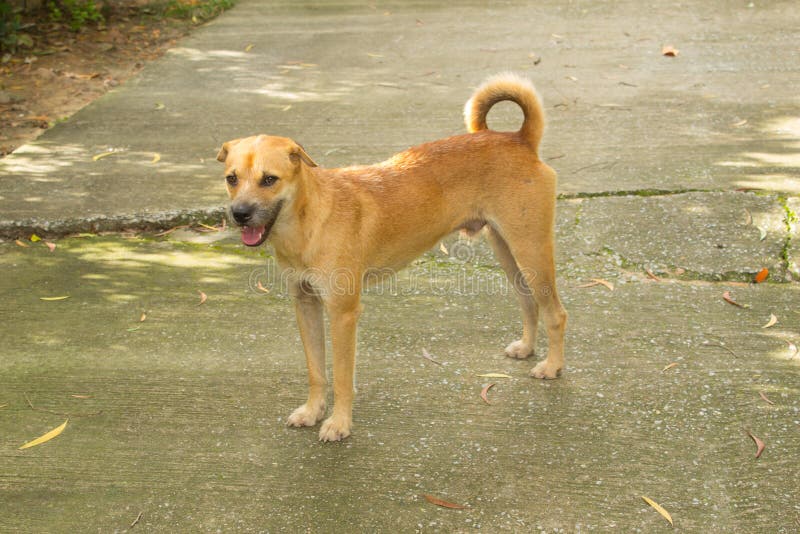 Thai Brown Stray Dog on Street Stock Image - Image of pavement, road ...