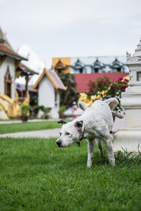 Thai Buddhist temple dog stock image. Image of stray - 77033257