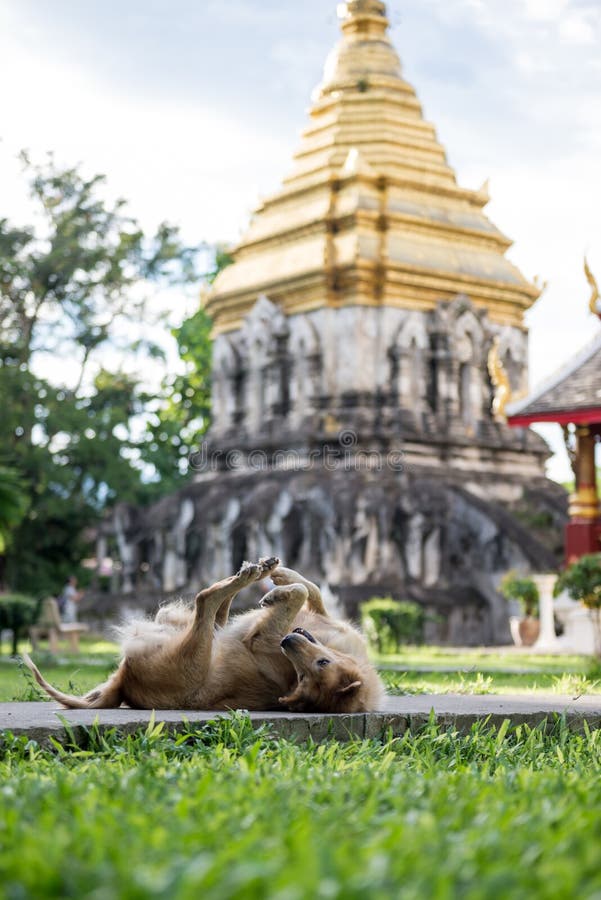 Thai Buddhist temple dog stock image. Image of stray - 77033767