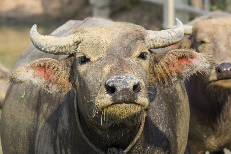 Thai buffalo stock image. Image of river, environment - 30556991