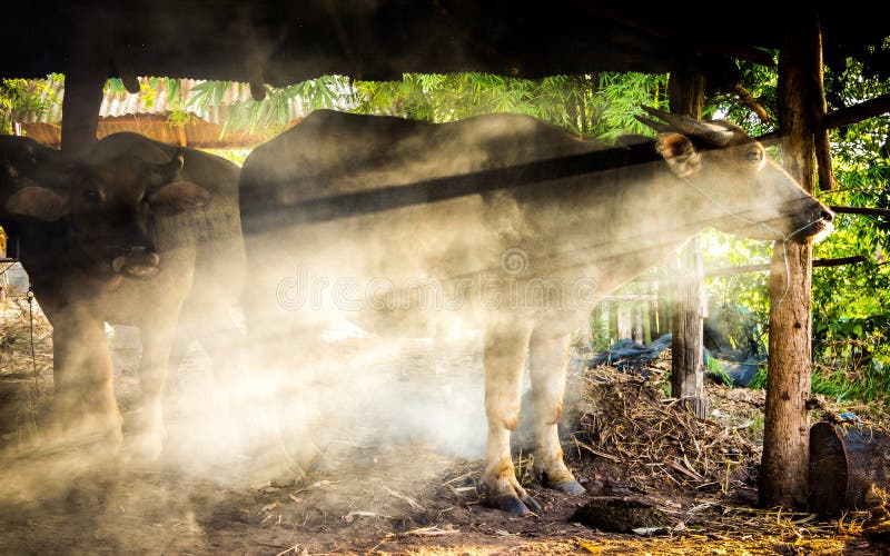 Thai Buffalo in Cage stock image. Image of horn, wild - 42574681