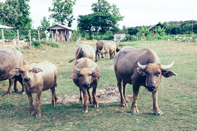 Thai Buffalo Close Up and Buffalo Family Stock Photo - Image of female ...