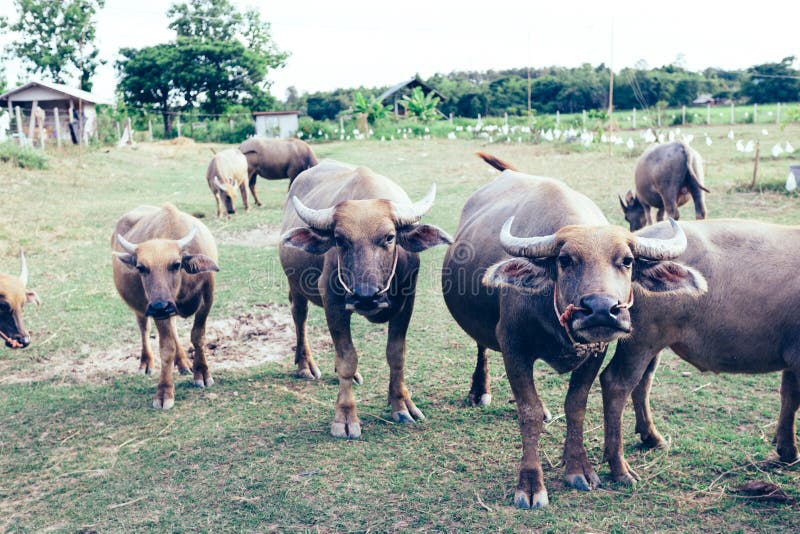 Buffalo Close Up Portrait with Strong Textures and Stock Image - Image ...