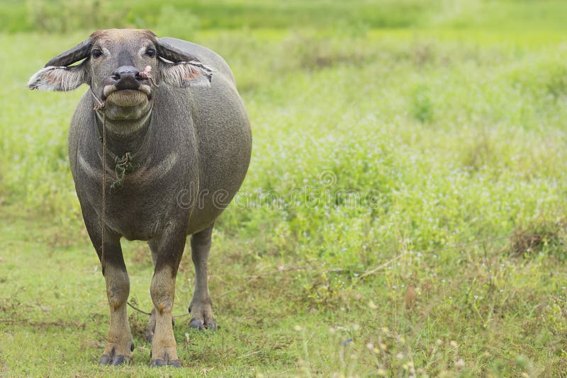 Thai buffalo stock image. Image of farm, strong, plant - 59010273