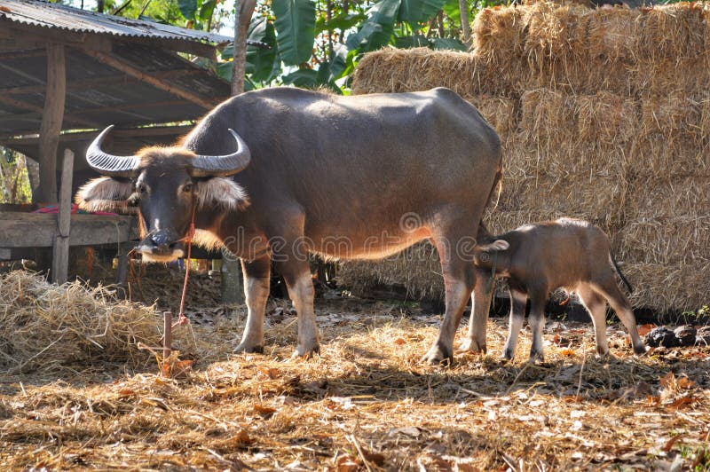Thai Buffalo stock photo. Image of outdoor, family, females - 137823676