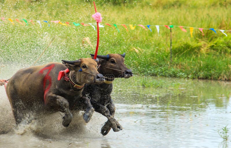 Thai buffalo racing stock photo. Image of traditional - 78356626