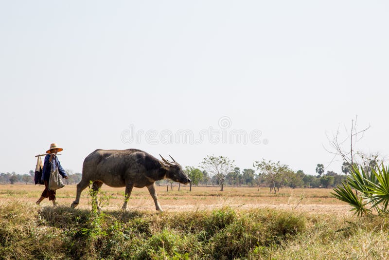 Thai Buffalo on Rice Field,water Buffalo in Thailand Editorial ...