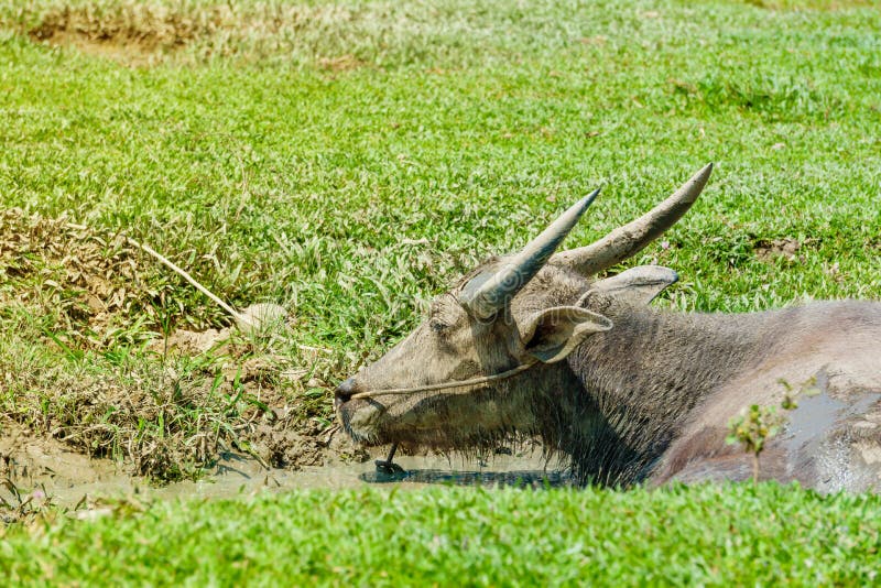 Thai Buffalo Sitting in the Water in the Swamp Stock Image - Image of ...