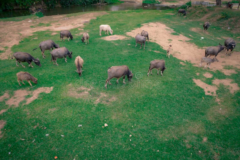 Thai Buffalo Stained in the Green Grass Fields. Top View Stock Photo ...