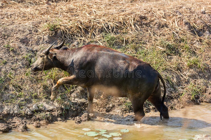 Swamp Buffalo In Thailand Use For Work In Agriculture And Buffalo Meat ...