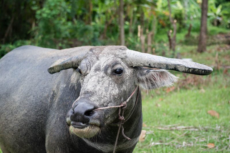 Thai buffalo stock photo. Image of thailand, mammal, agriculture - 56655408