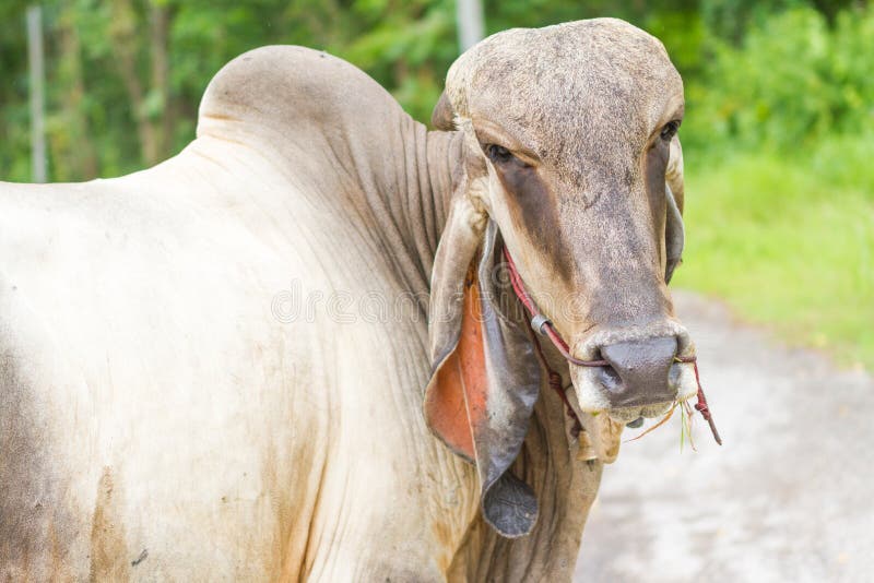 Thai bull stock image. Image of mammal, cattle, power - 30809281