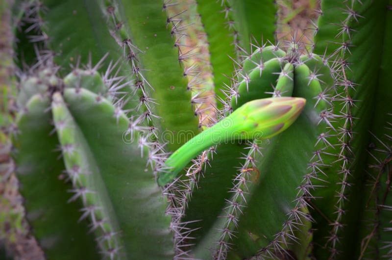 Thai Cactus in Park Nong Nuch Stock Photo - Image of fleshy, cacti ...