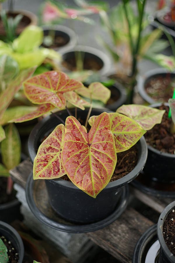 Thai Caladium Named New Wave Stock Image - Image of garden, yellow ...