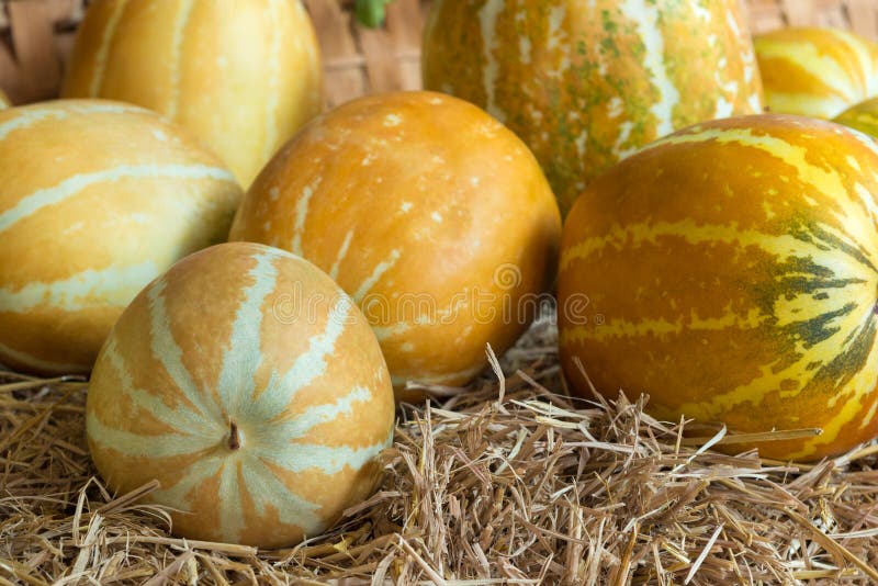 Thai Cantaloupe or Yellow Melon is a Native Fruit in Thailand. Planted ...