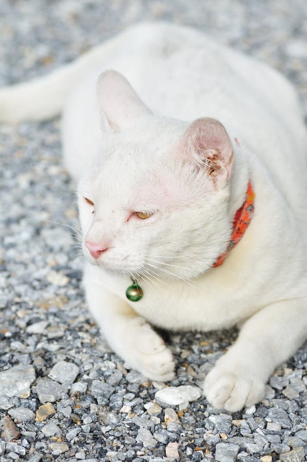 Thai Cat stock image. Image of portrait, thai, mammal - 16123537