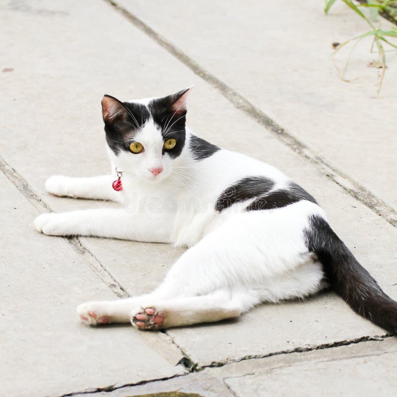 Thai Cat stock image. Image of look, portrait, kitty - 35342485