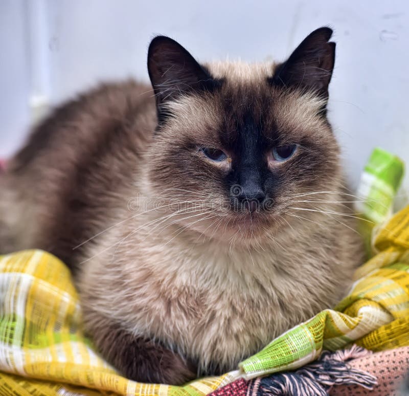 Thai cat stock image. Image of coat, close, ears, kitten - 72954693