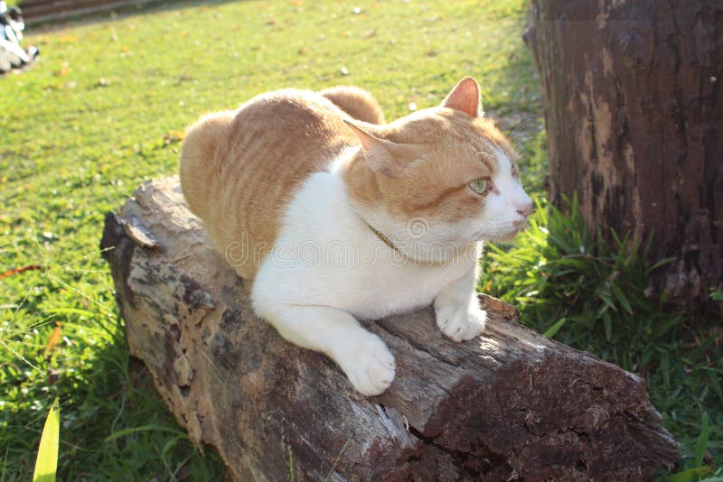 Thai cat crouch on the log stock image. Image of domestic - 64236843