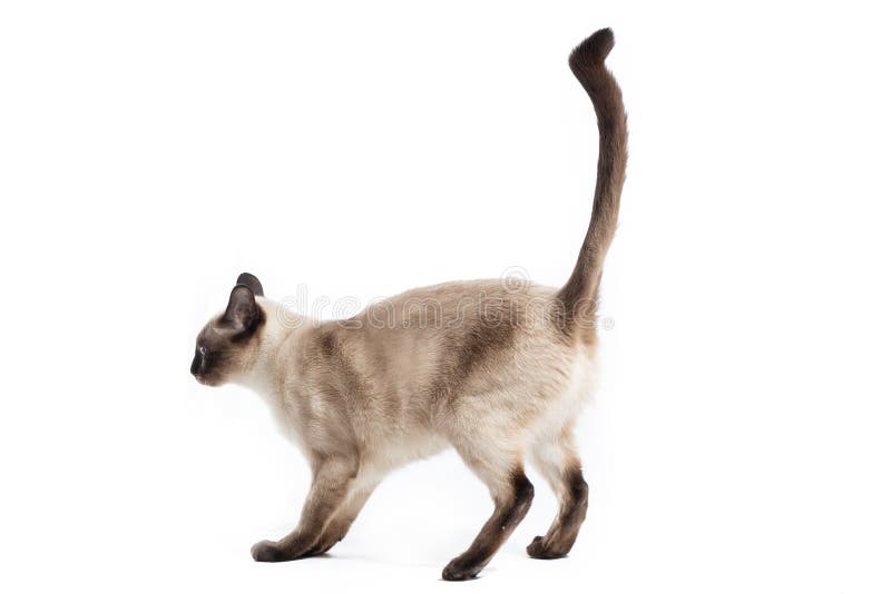A Thai Cat with a Curved Tail Tip on a White Background. Stock Photo ...