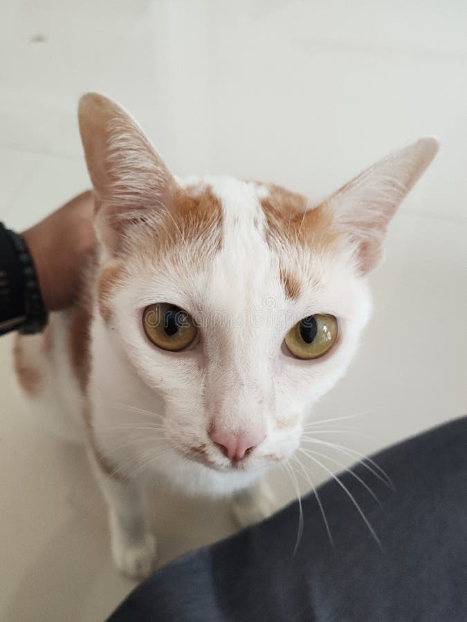 Thai cat cute stock photo. Image of thai, animal, yellow - 158167840