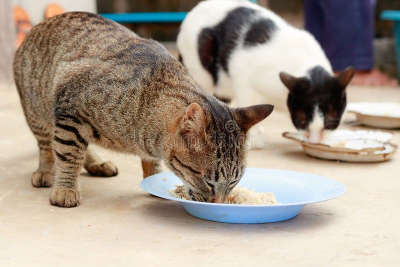 Thai Cat Eating Food in Plastic Bowl on Cement Floor. Stock Image ...