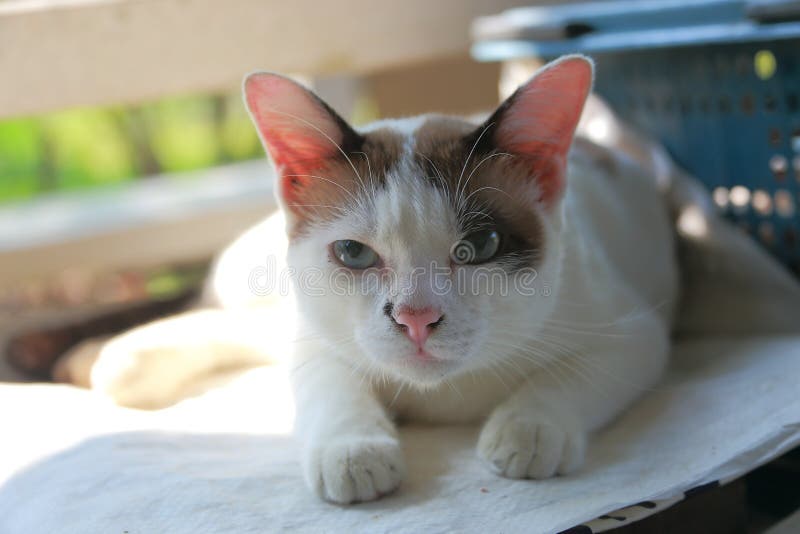 Thai cat stock image. Image of thai, specie, male - 49917755