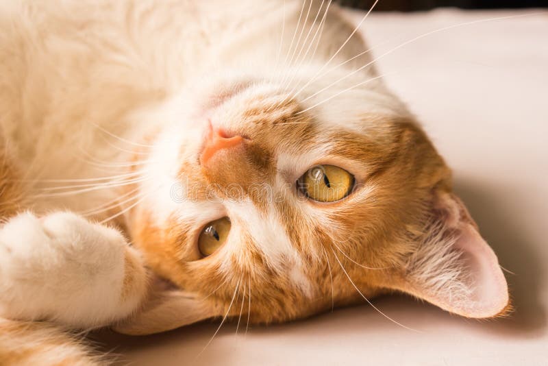 The Cat is Looking Forward and Looking Cute. Stock Photo - Image of ...