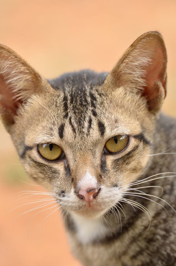 Thai Cat stock photo. Image of purebred, animal, solitude - 39005068