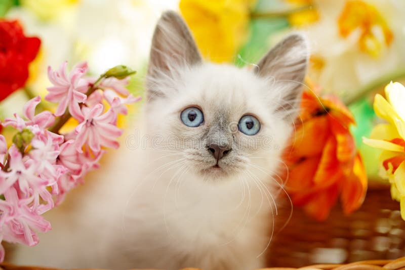 Thai cat in spring flowers stock image. Image of kitten - 163819469