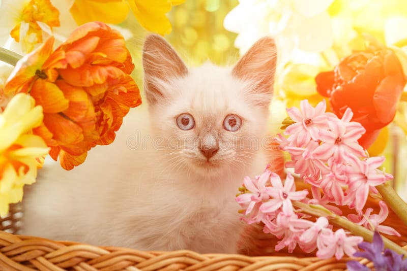 Thai cat in spring flowers stock image. Image of cats - 202994497