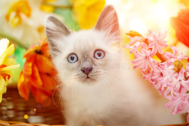 Thai cat in spring flowers stock photo. Image of beautiful - 202994510