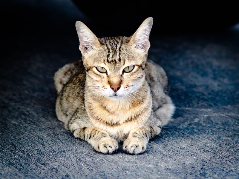 Thai Cat, Straight Face in the Thonburi Side, Krungâ€‹ Stock Photo ...