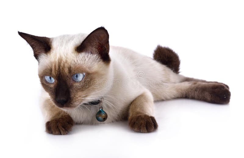 A Thai Cat is a Traditional or Old-style Siamese Cat. Stock Photo ...