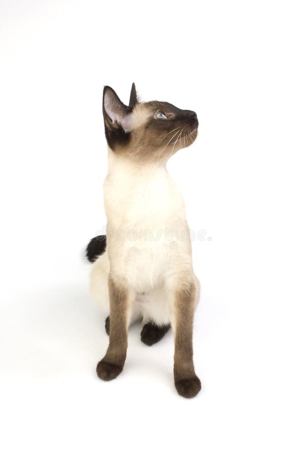 Thai Cat, Traditional Siamese Cat on White Stock Image - Image of away ...