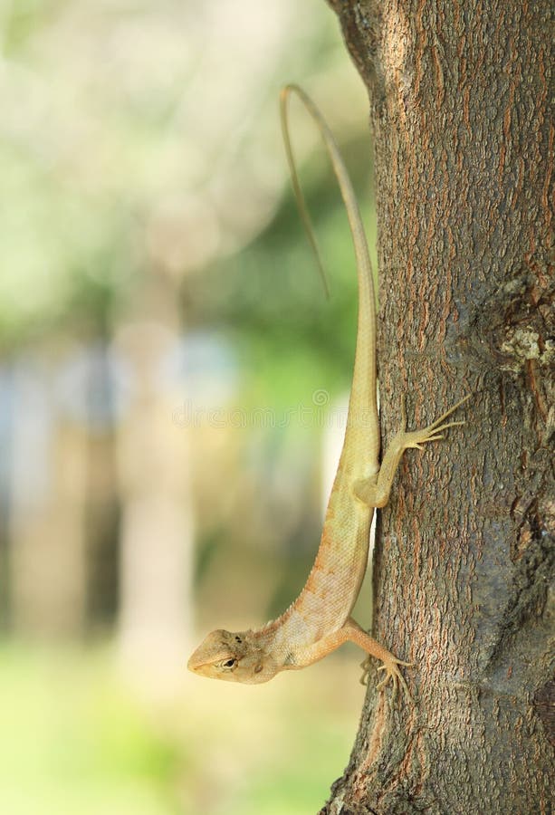 Thai chameleon stock image. Image of male, scale, cold - 52656965