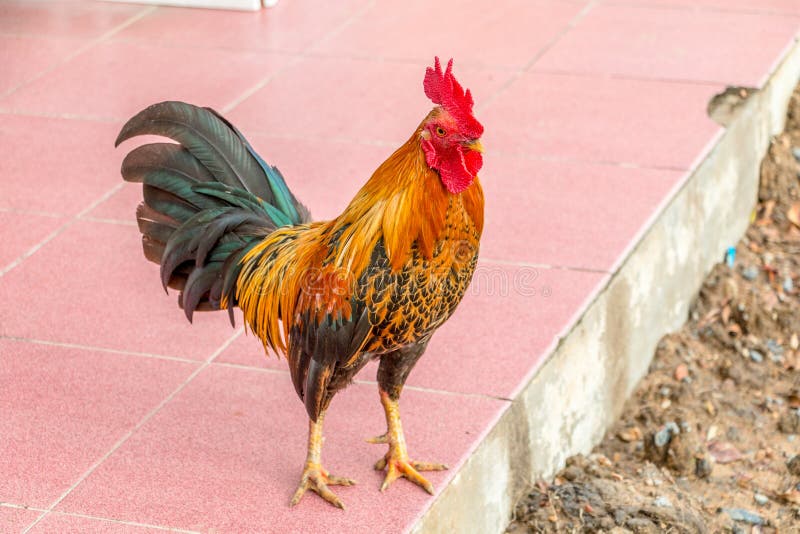 Thai chicken. stock image. Image of rooster, farming - 83988915