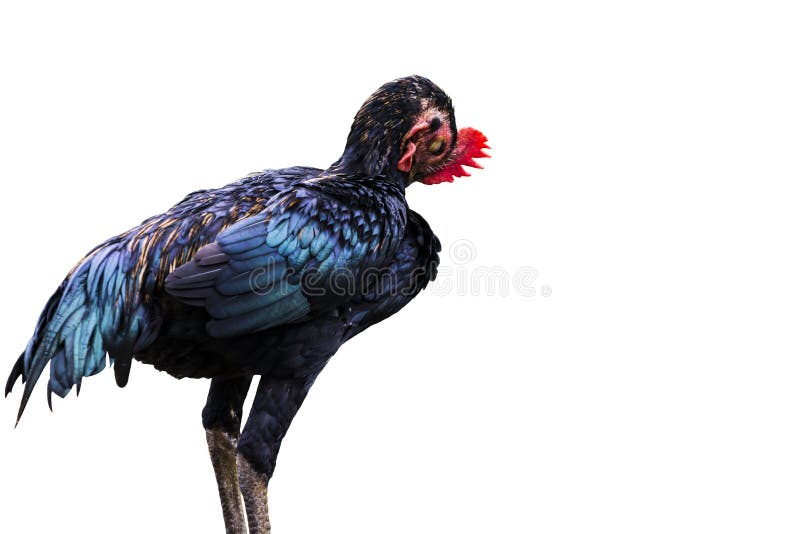 Hen preening rooster stock image. Image of cleaning, clean - 42994025