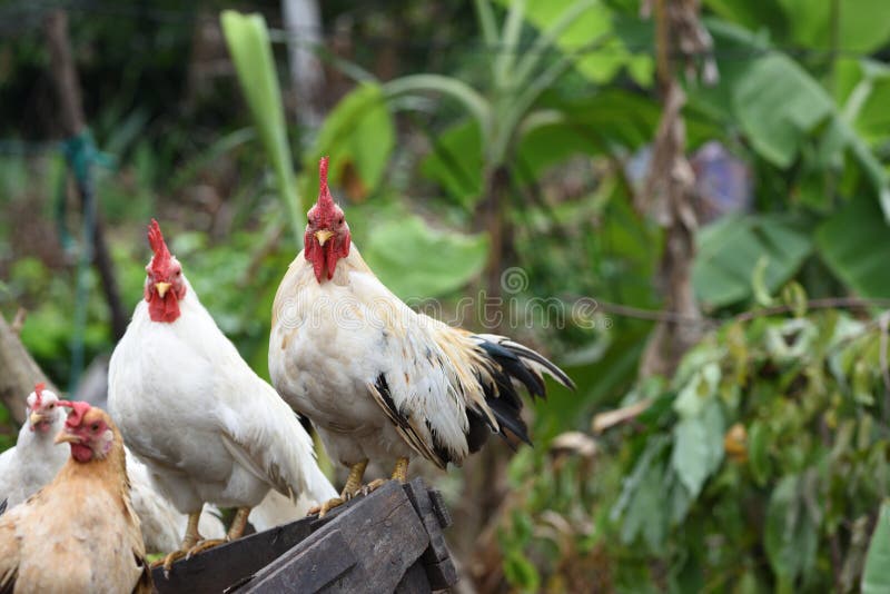 Thai Chicken Stand on the Old Block Wood Stock Photo - Image of wood ...