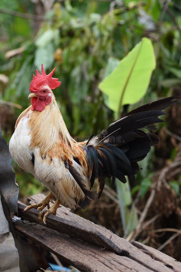 Rooster Block Stock Photos - Free & Royalty-Free Stock Photos from ...