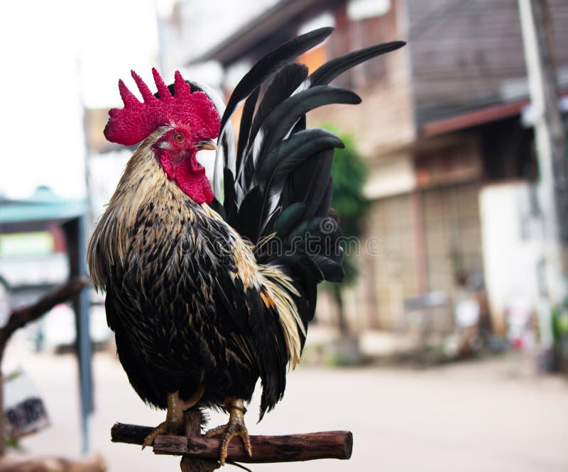 Thai Chicken Stand on Timber Stock Photo - Image of timber, stand: 44084492