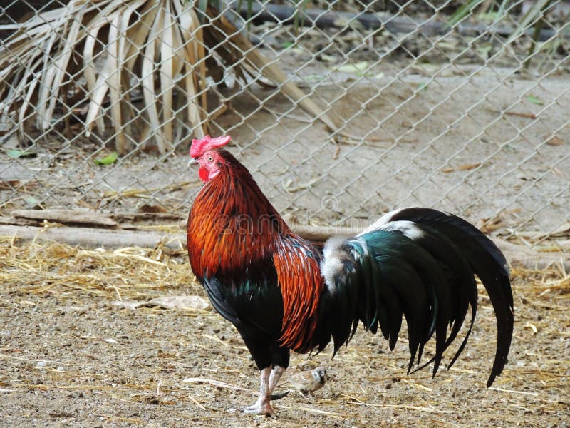 Chicken Standing In One Leg Stock Photo - Image of livestock, standing ...