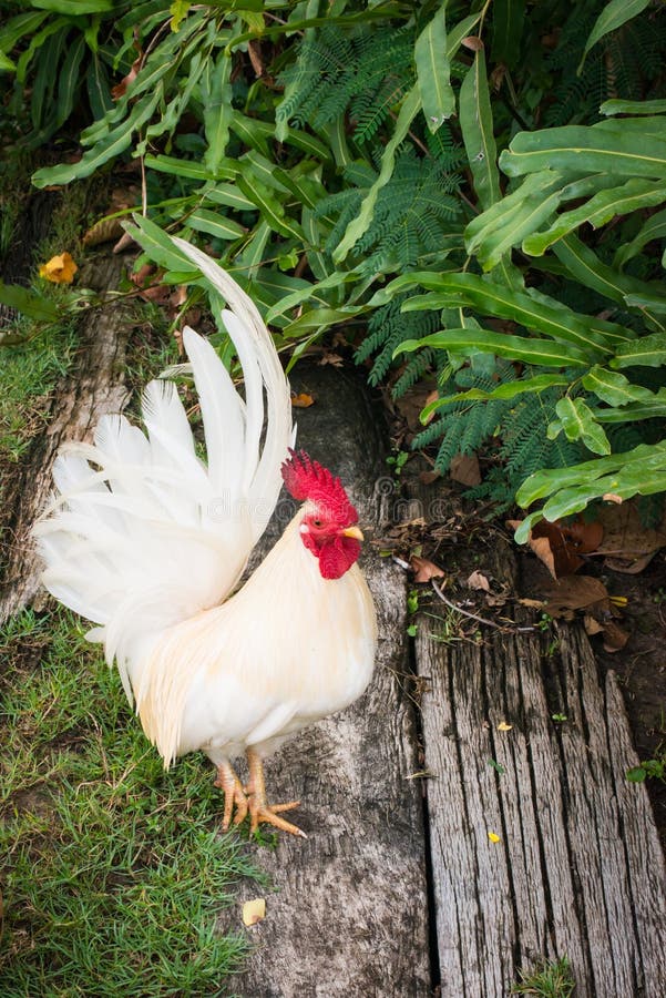 Thai chicken stock image. Image of leghorn, folk, rural - 92188905