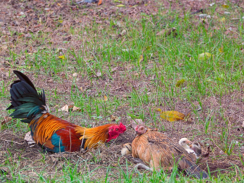 Thai chickens fighter stock image. Image of country - 124036255