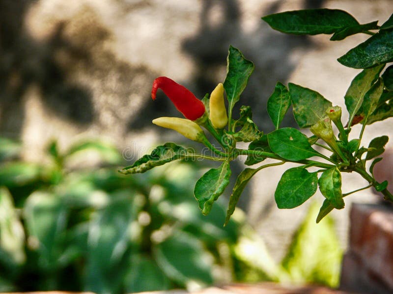 Thai Chilli Plant stock photo. Image of landscapes, tree - 108578710