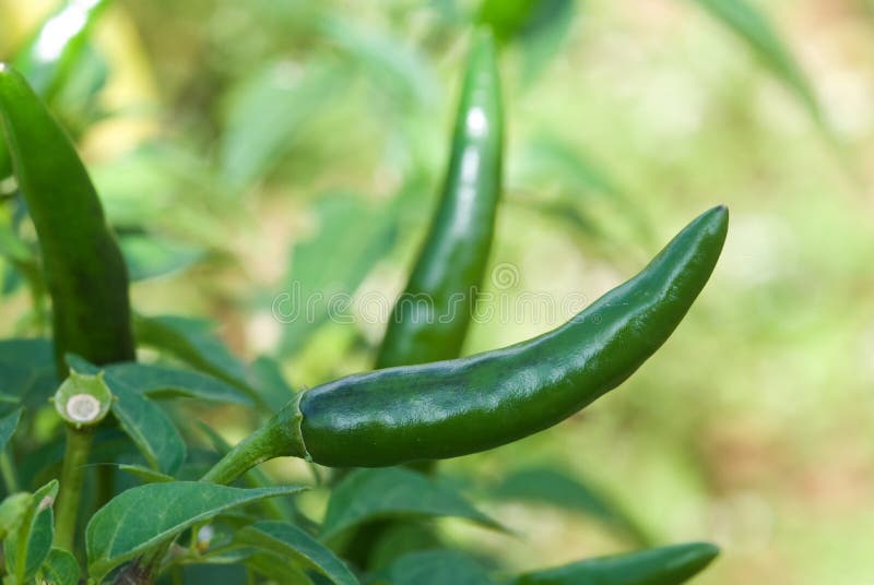 Chilli tree stock photo. Image of decorative, color, info - 97352532